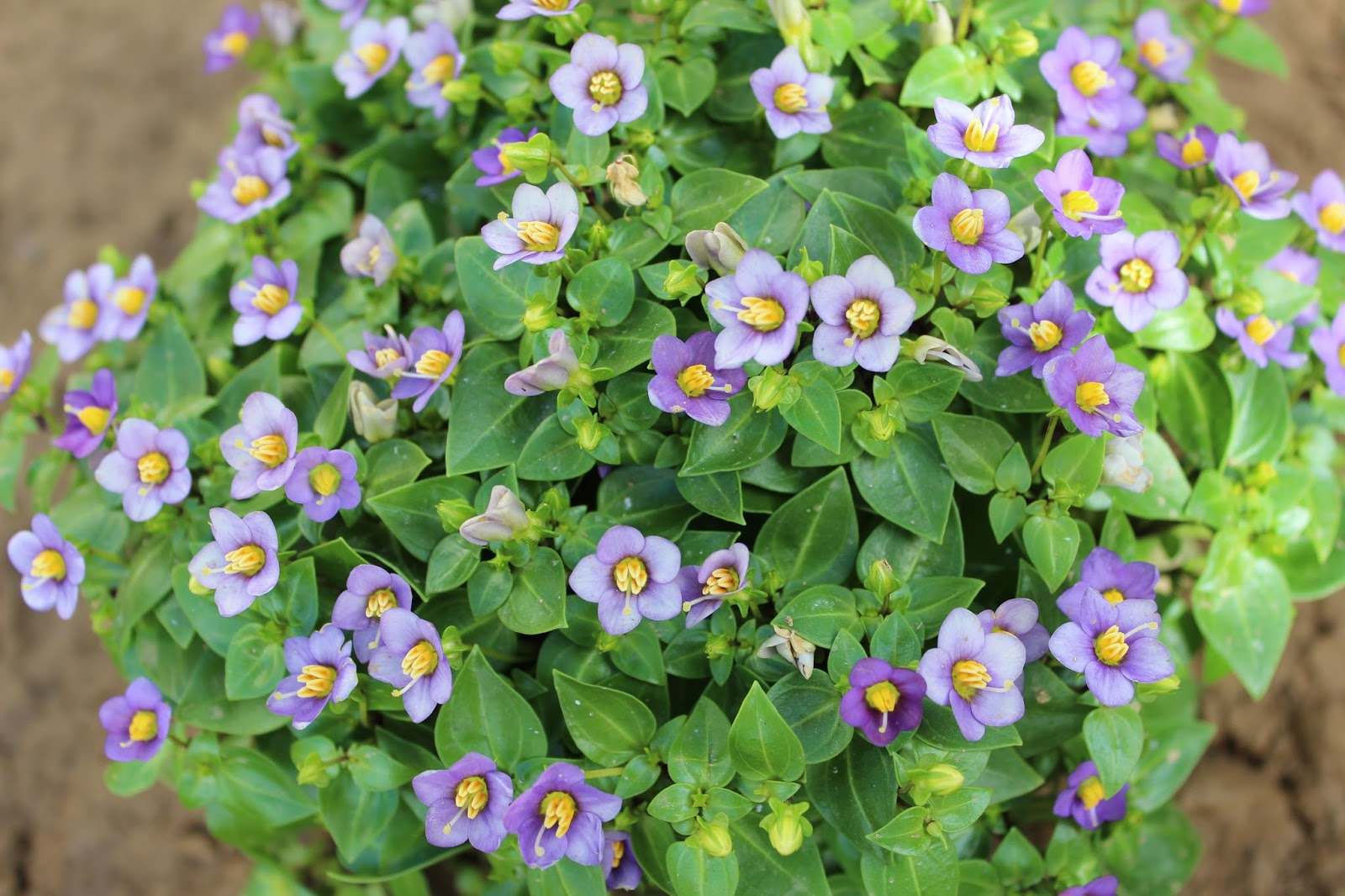 Perfumes y luces de Extremadura: Exacum offine. Violeta persa o alemana ...