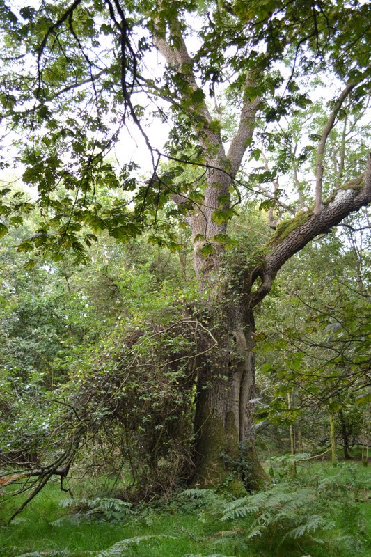 Walks among Flowers: Buckinghamshire: Little Hampden to Cadsden II ...