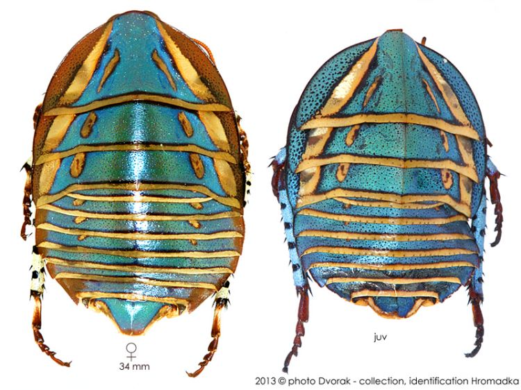 Biologia-Vida: Cinco baratas que vão te fazer mudar de idéia sobre esse ...
