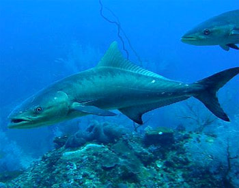 Diving in the Tropics: Cobia