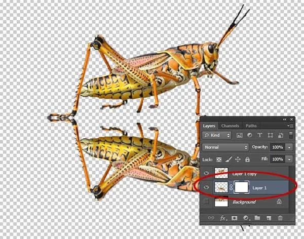 PhotoEffect: How to Create a Grasshopper Reflection in Photoshop
