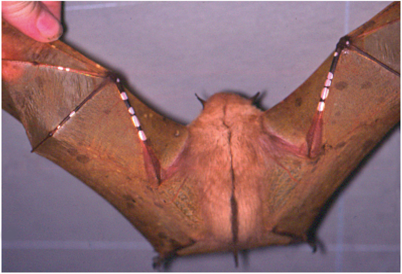 Spesies Baru Kelelawar Hidung Tabung dari Papua - Generasi Biologi