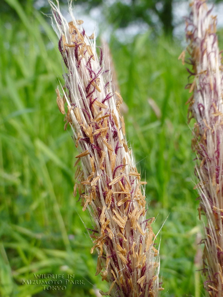 チガヤ Blady Grass-水元公園の生き物