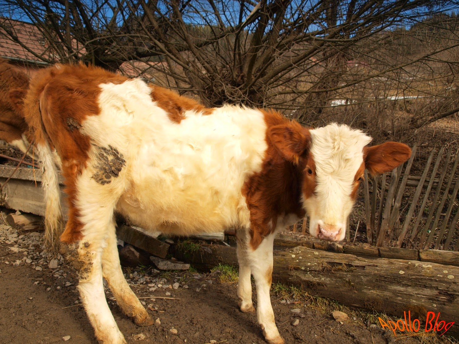 Apollo Blog: Stanceni