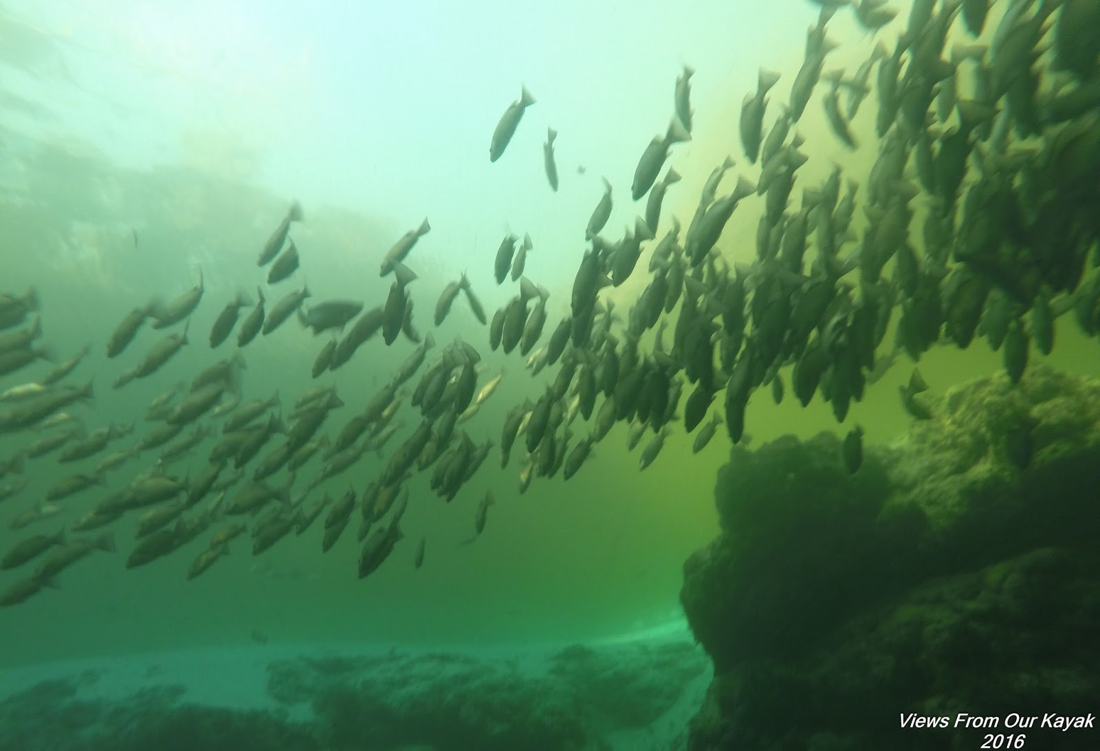 Views From Our Kayak: Hospital Hole (Weekie Wachee River)