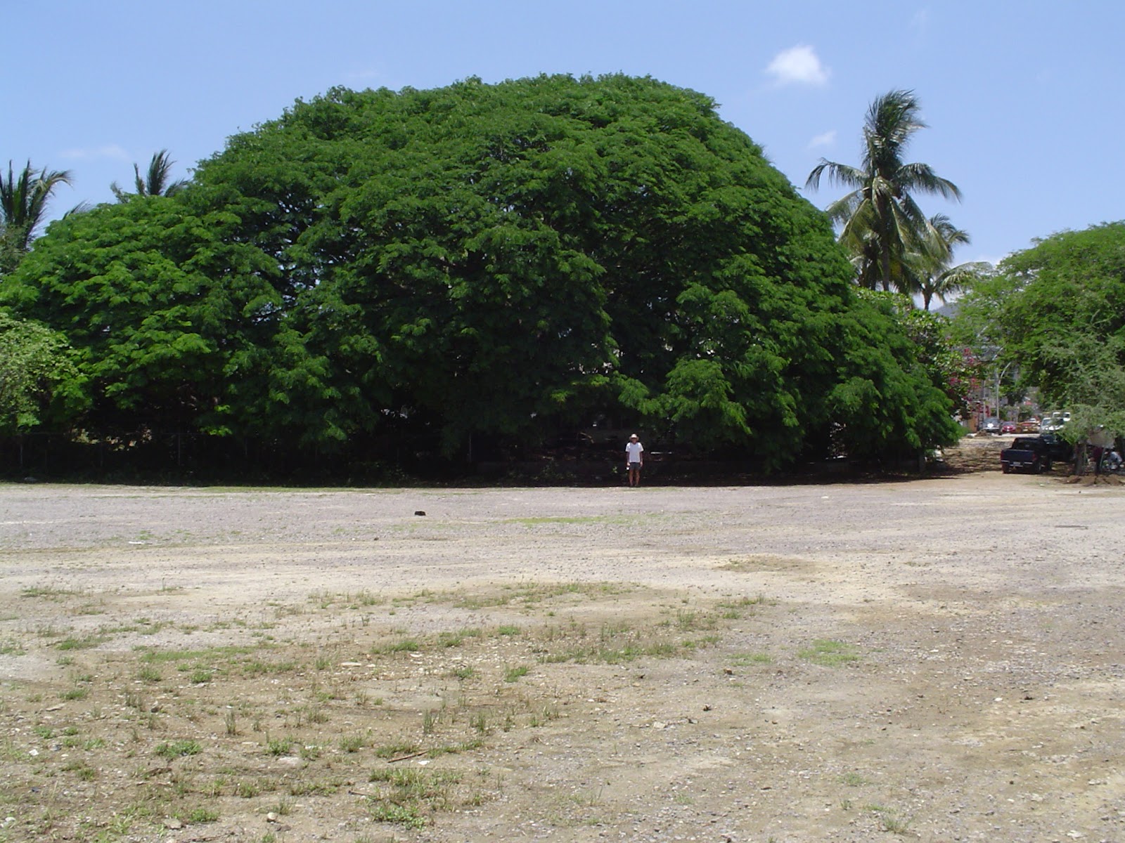 Déjàlà: One Man, One Tree – Bus Ride to a Wedding