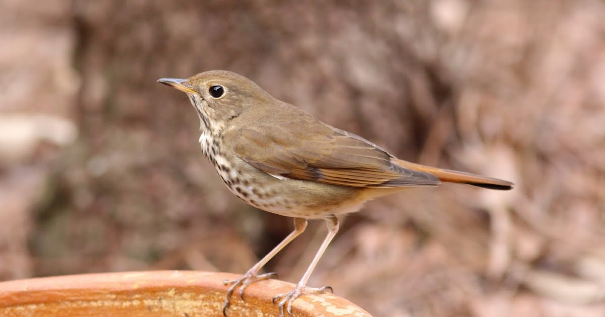 Photographicbirdlistomania: Hermit Thrush (Catharus guttatus) - 07Feb2016
