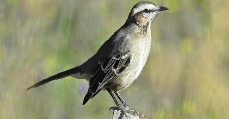 Argentina nativa: Tenca (Mimus thenca)