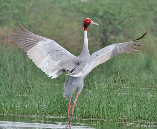 Sarus crane | Birds of India | Bird World