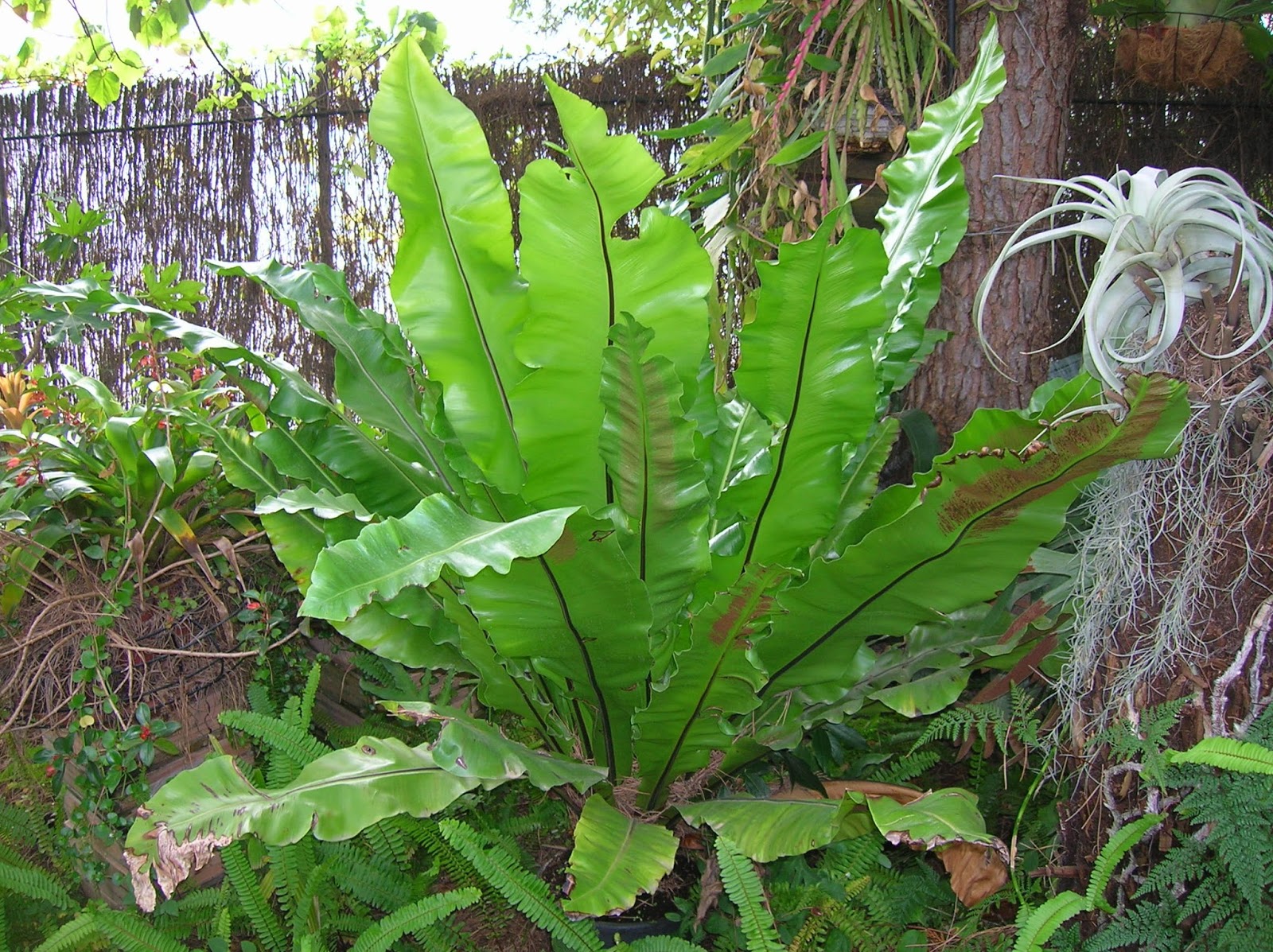 Recregarden: ASPLENIUM NIDUS
