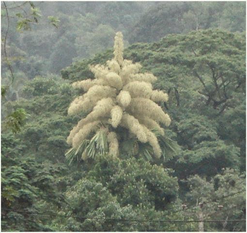 Your Mails: ҉YOUR-MAILS GROUP ҉ තල මල පිපිලා (බොහොම දුර්ලභ අවස්ථාවක්)