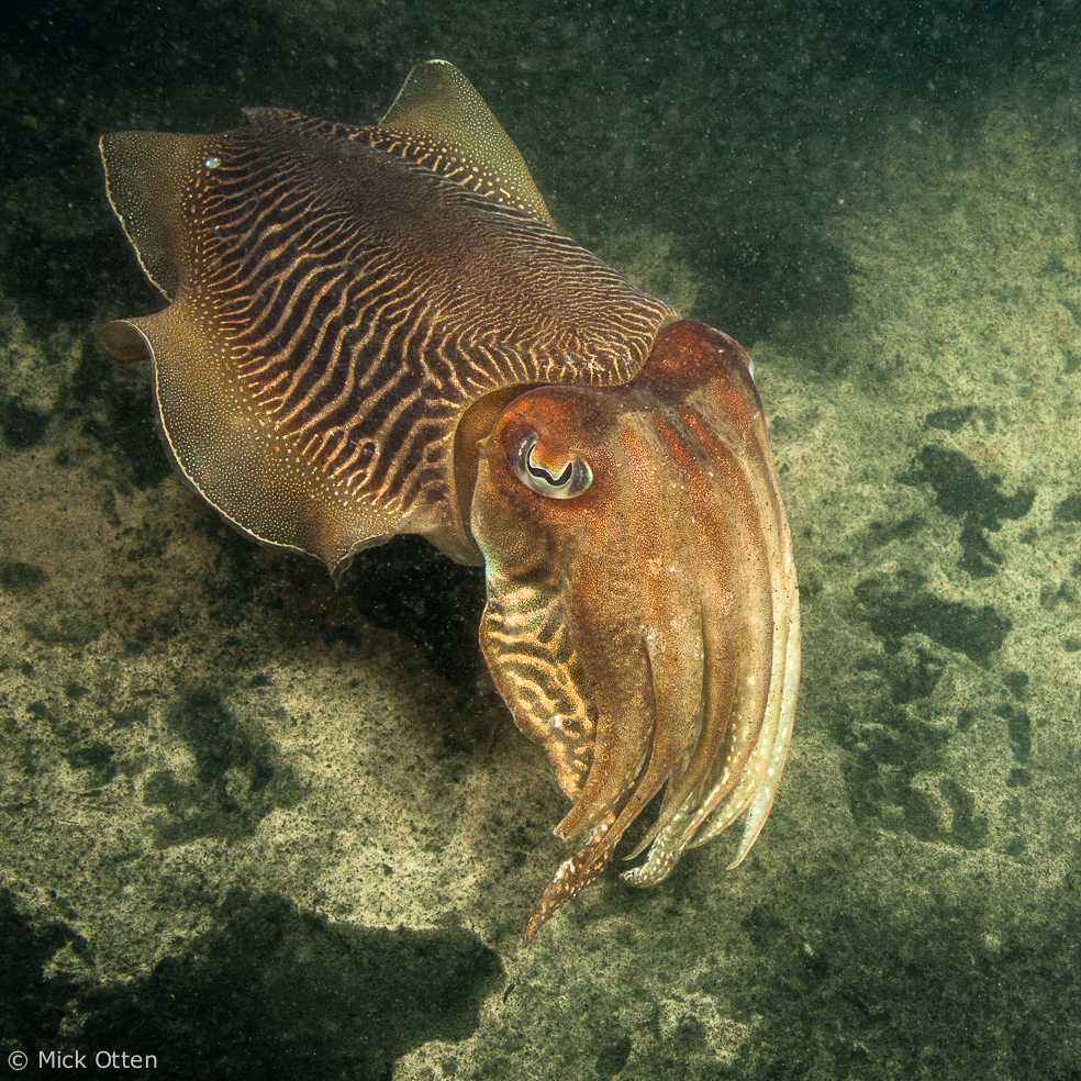 Mick's marine biology: Sepia frenzy: the common cuttlefish is back in town