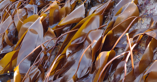 Laminaria