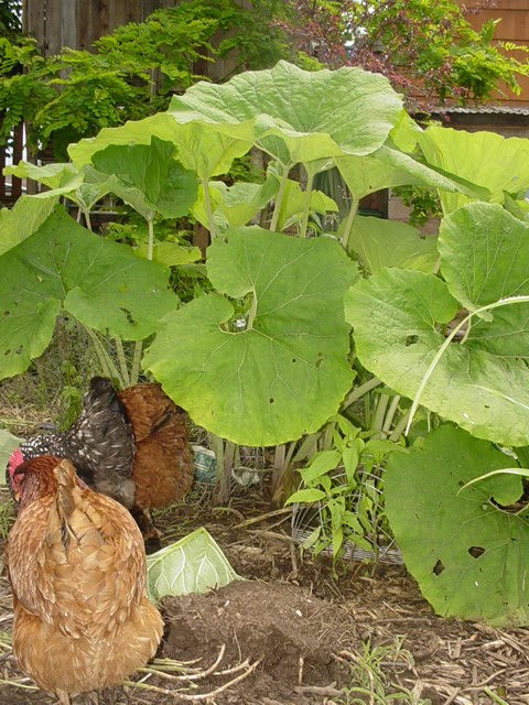 Rotating Chicken Paddocks - What a Relief! | Permaculture, Perennial ...