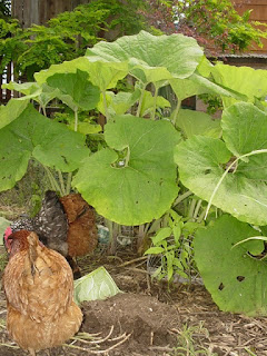 Rotating Chicken Paddocks - What a Relief! | Permaculture, Perennial ...