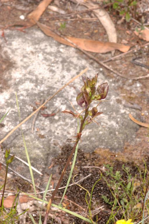 The Nature of Robertson: Cryptostylis erecta (the Bonnet Orchid, or ...