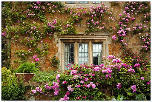 Flowers in the Window