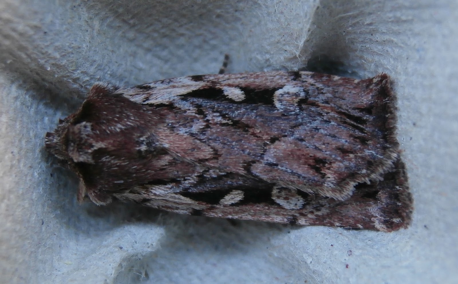 The Curious Naturalist: August 2013