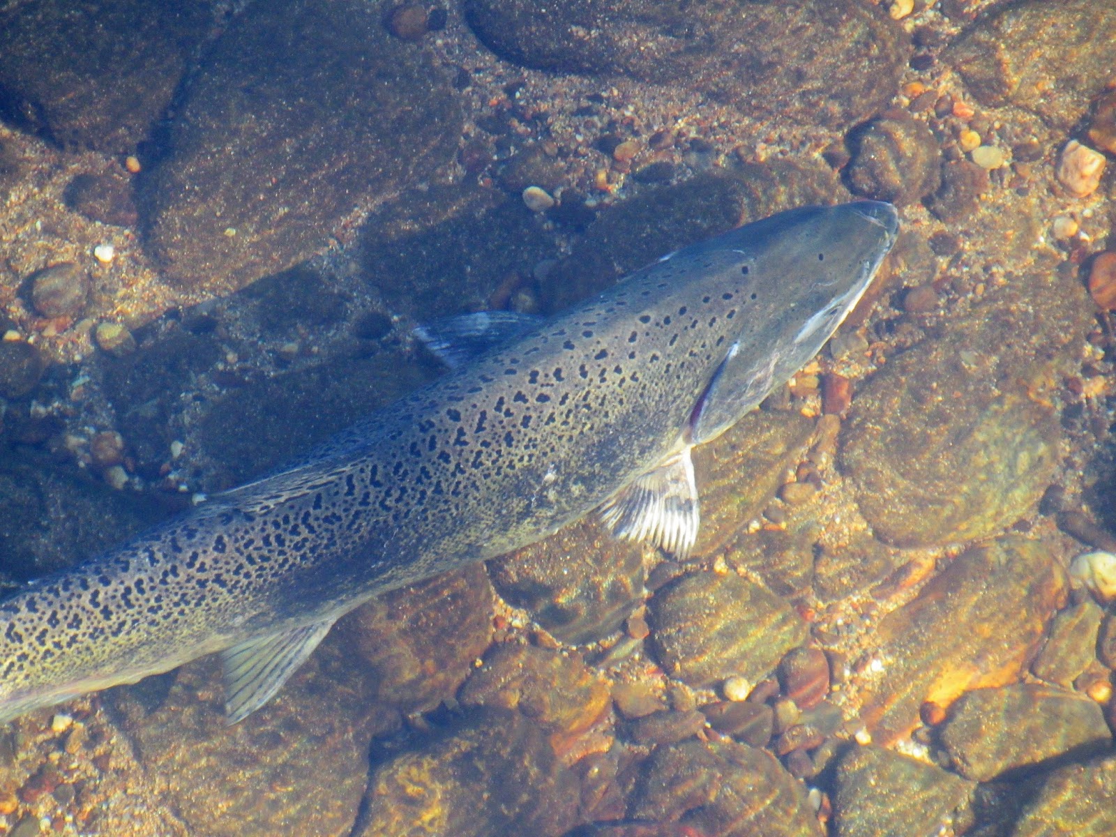 Chinook Salmon in the Stanislaus River