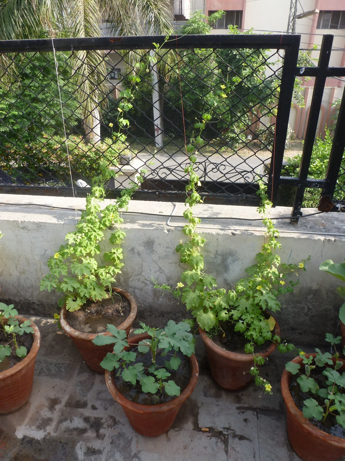 Balcony Jungle Lahore: Joshanda and the importance of medicinal plants