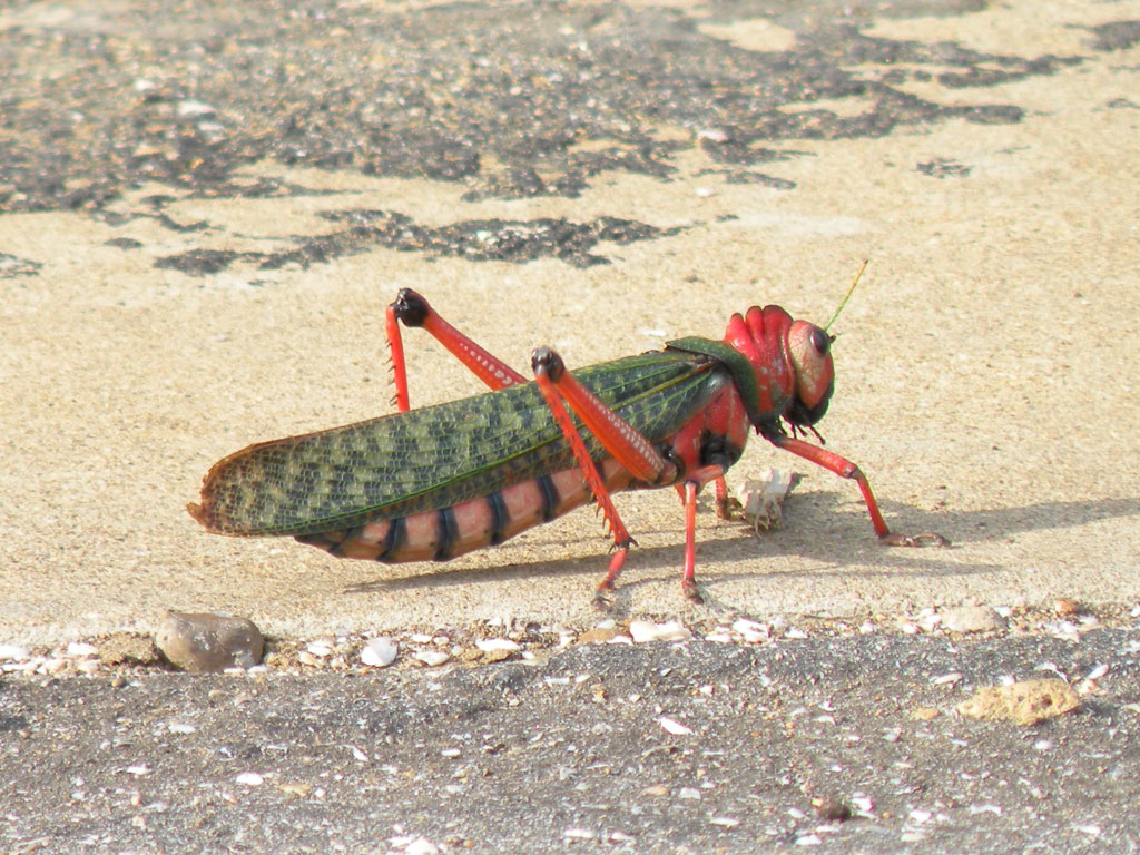 La Quigua: El Cheveve de Paraguaná