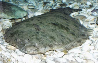 Artes de Pesca: LA PESCA DEL LENGUADO Y OTROS PECES PLANOS