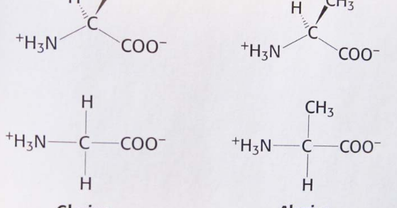 NUTRITION SCIENCE: Amino acids – fundamental units of protein