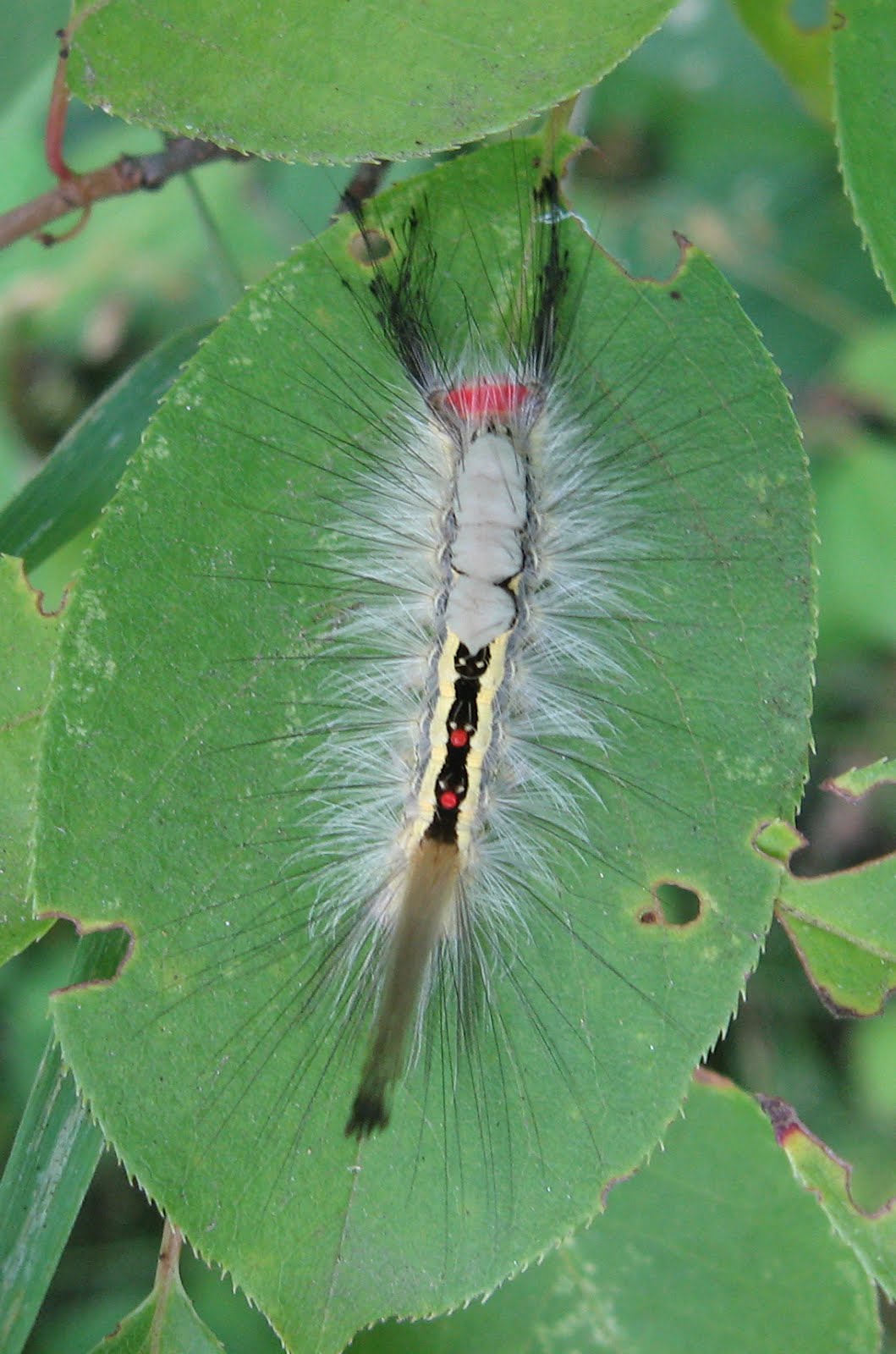 Tangled Web: An Eclipse of Moths