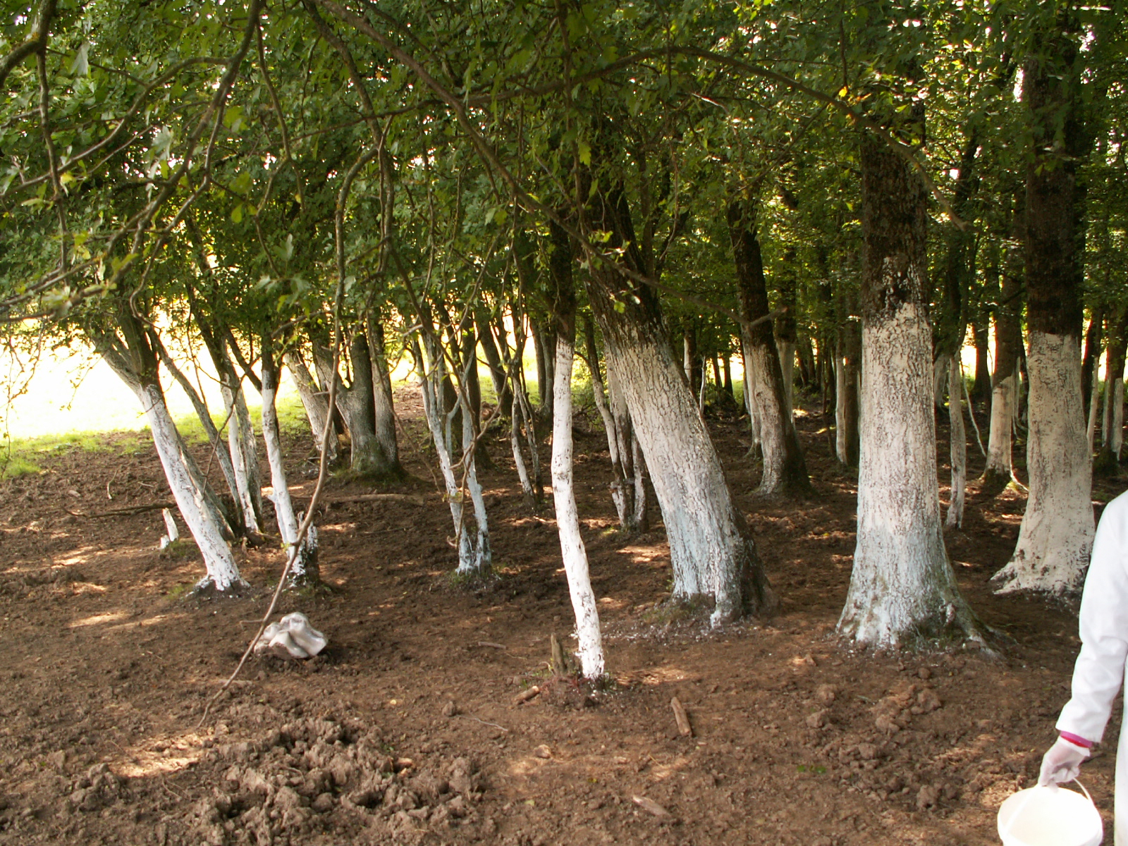 ElizaC: 07/01/2016 - 08/01/2016