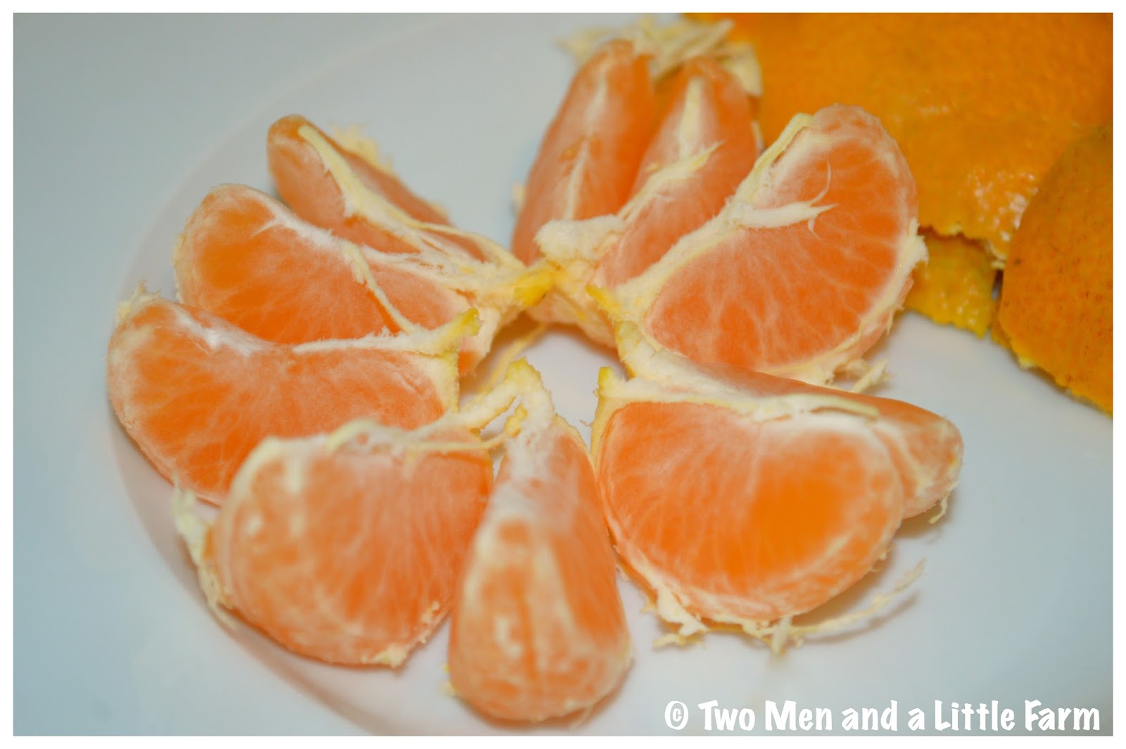 Two Men and a Little Farm: LEMONS AND ORANGES OH MY