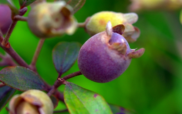 TanamSendiri.com -- Grow Your Own: Gambar Hari Ini -- Buah (beri) Kemunting