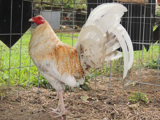 Granja R. Greer, Gallos Finos, Aves de exhibición y más: Galería