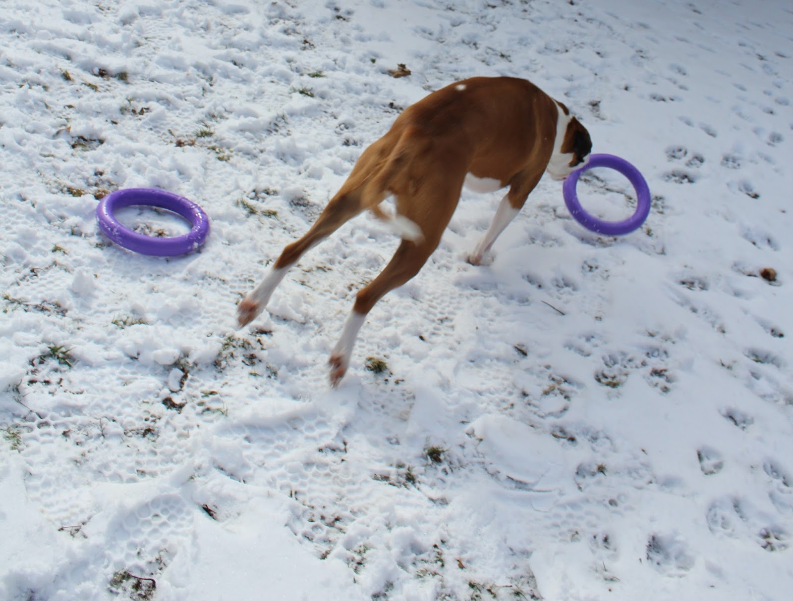 Dog Madness: Puller An Unique Interactive Training Device For A Healthy ...