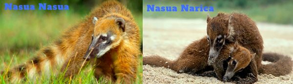 Parientes de mapache: Nombre de la especie