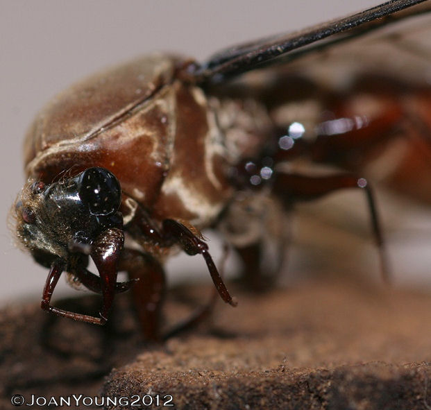 South African Photographs: Red Driver Ant (Dorylus helvolus)