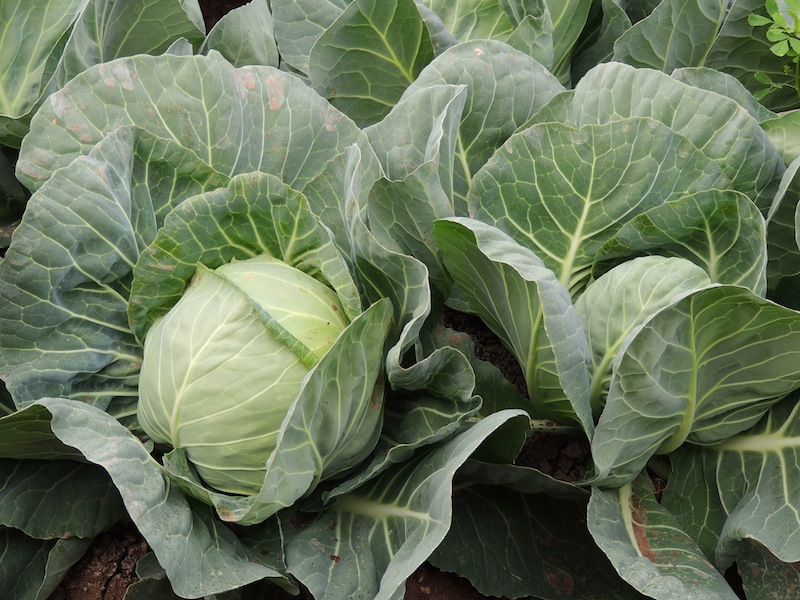 mnkcusa: Yuma AZ, Vegetables!