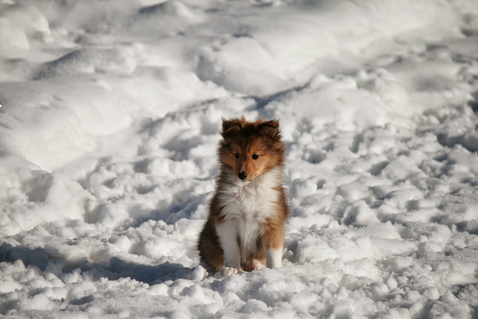 Hyper Hounds Shelties