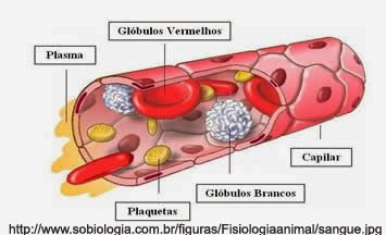 Os vasos sanguíneos - ciencias no hirama