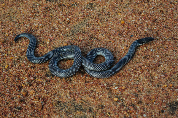 Contra 'Nairo': African Numerals