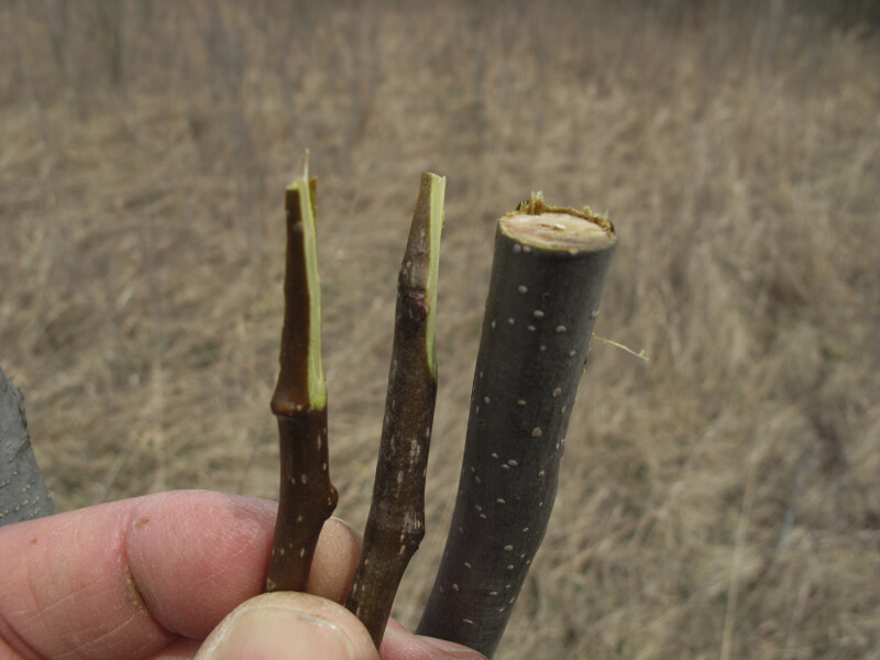 The Joyce Road Neighborhood: Fruit Tree Grafting