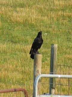 Homestead Hill Farm: Blasted Crows