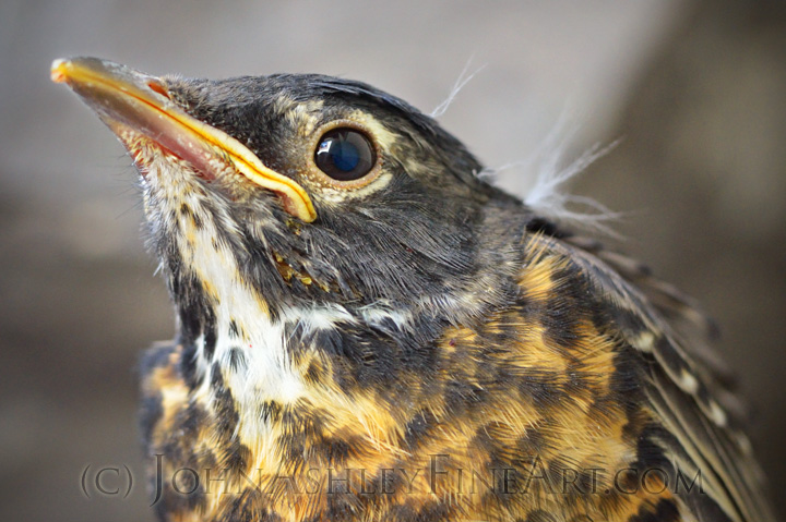 Wild and Free Montana: Baby Robins