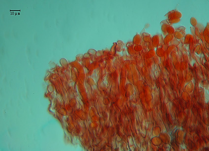 Funghi Teramani: Helicobasidium purpureum (Tul.) Pat.