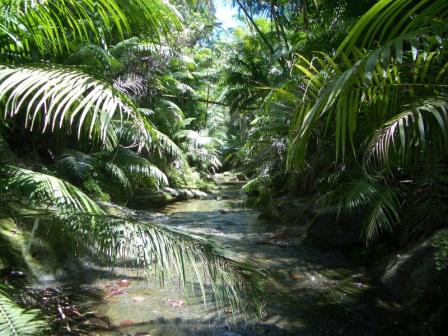 ~ W a y m a r k s ~: Guam - Jungle Trekking
