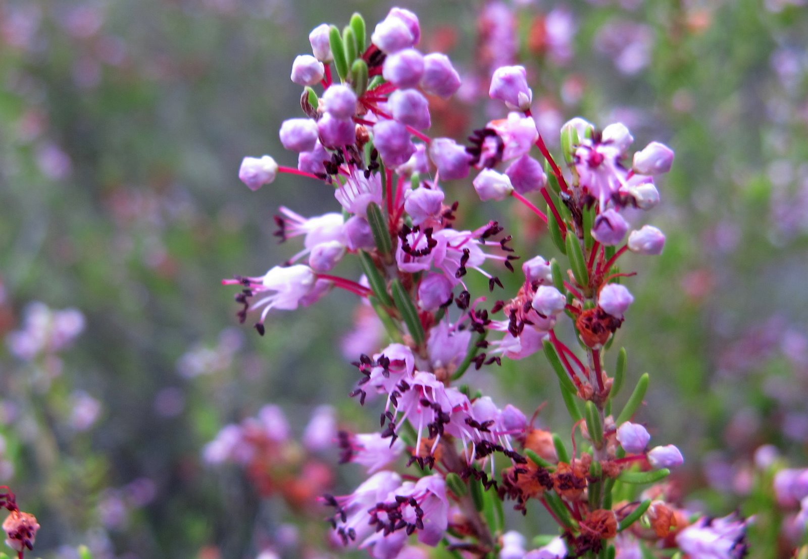 FLORA NEL SALENTO e.. anche altrove: Erica forskalii Vitm. = E ...