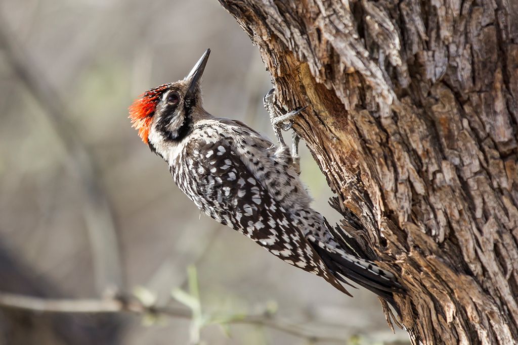 Your Daily Dose of Sabino Canyon: Ladder-out and ladder-back!