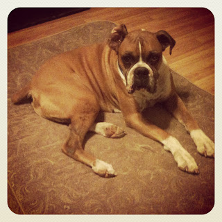 Matilda's Boxer Banter: Friday Dog of the Day: Apple Jacks