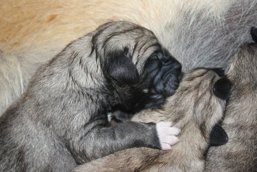 Cheetah News: Kangal Puppies Born Yesterday