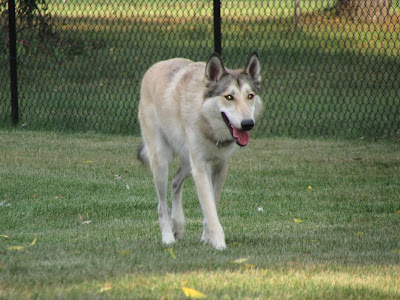 My Rotten Dogs: Solid Gold Berry Balance Review for Faolan's Urinary Issues