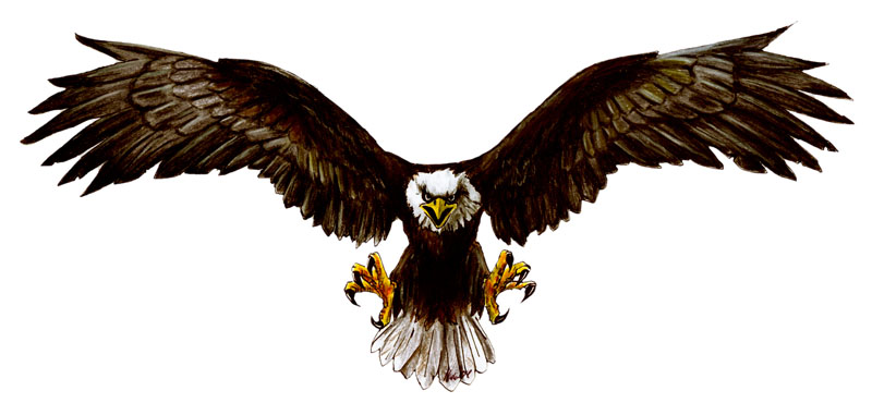 Color del aguila - Imagui
